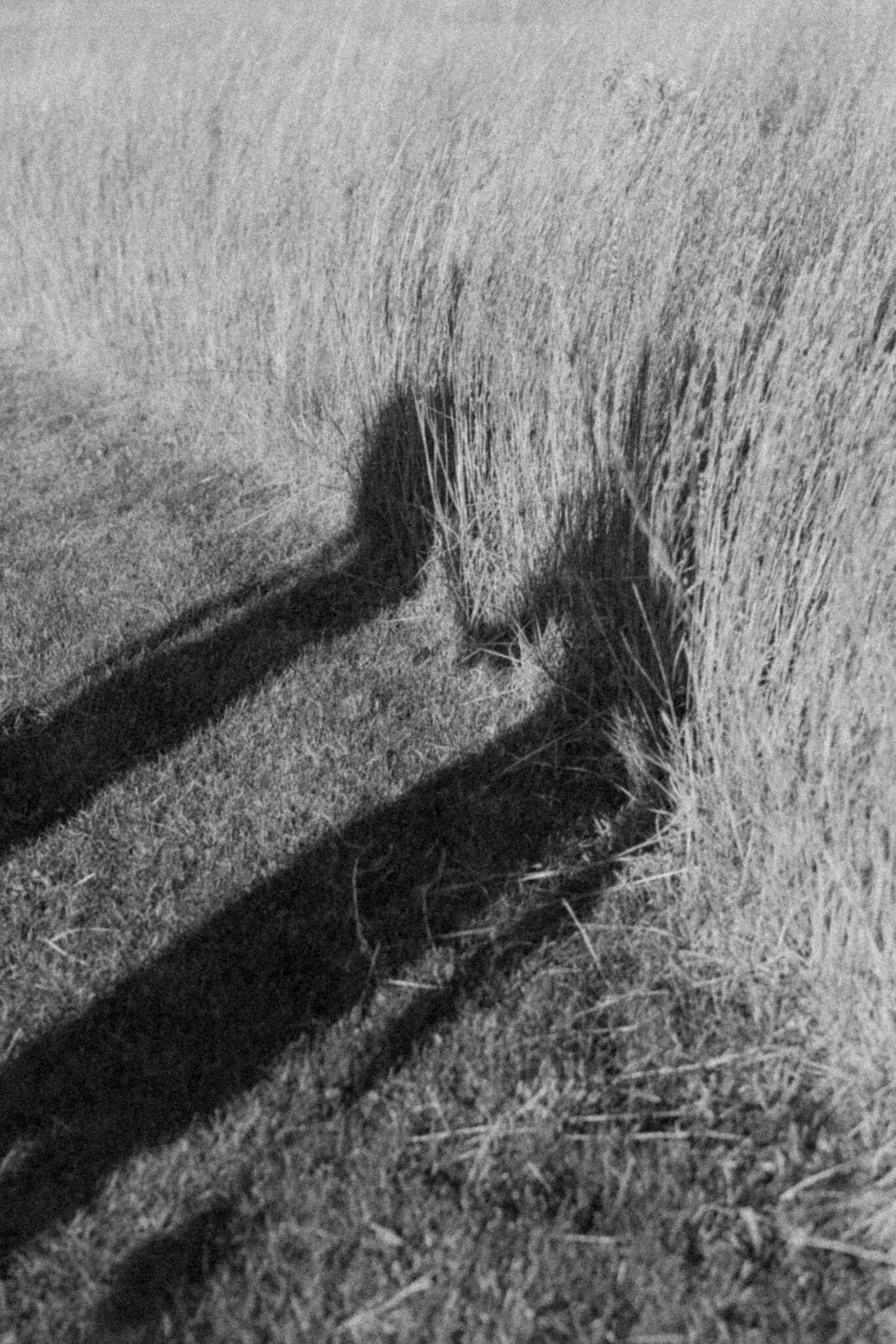 Pope Farm Conservancy Session | Daphne + Matt